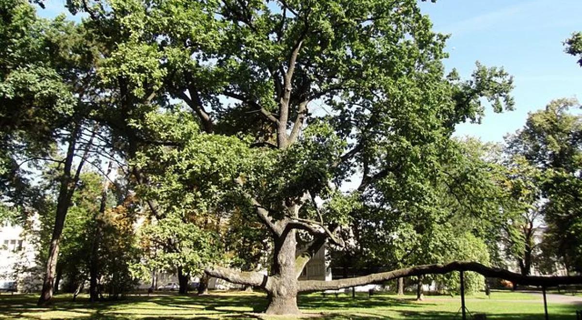 Polish oak tree vies for European Tree of the Year prize: audio report