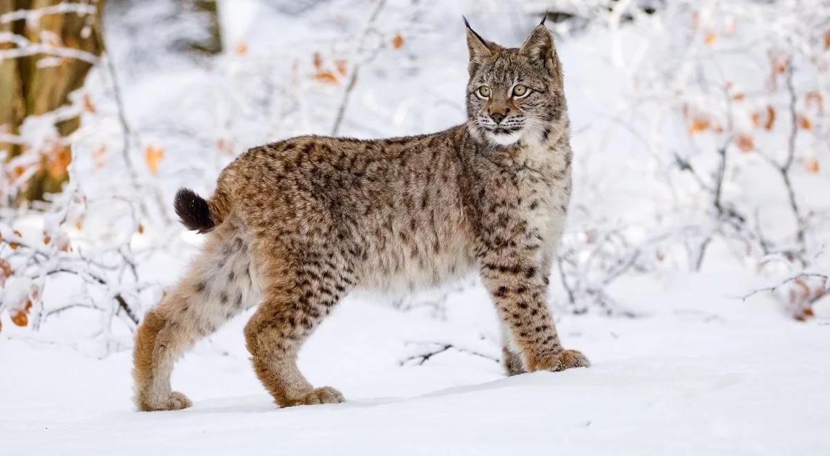 Rysie w Polsce – jest szansa, że będzie ich coraz więcej