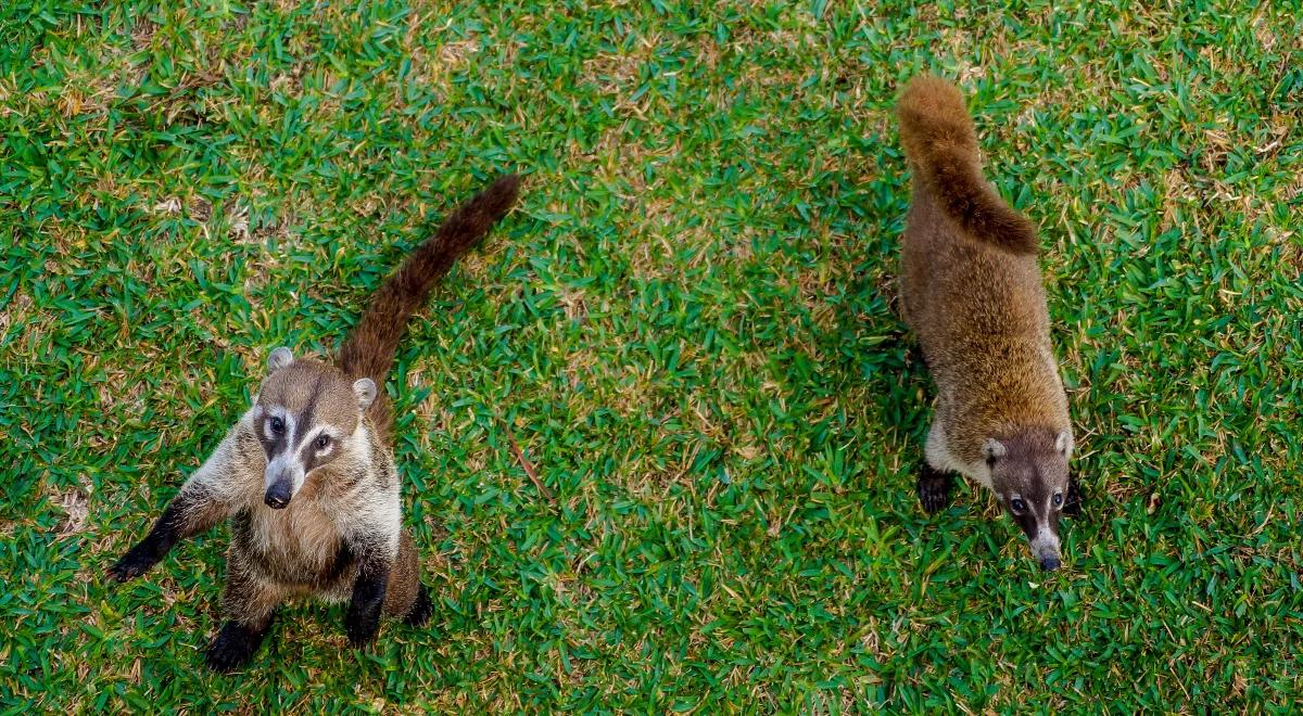 Na spacerze z ostronosami