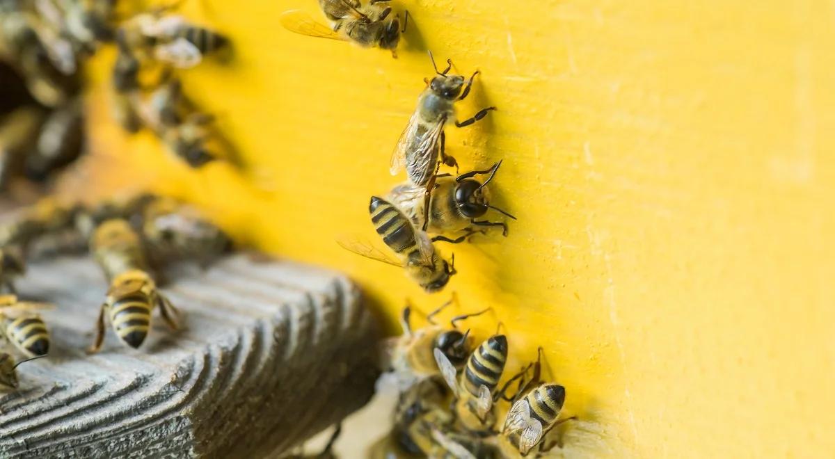 Apidomek jak sauna. Kuracja powietrzem pszczół