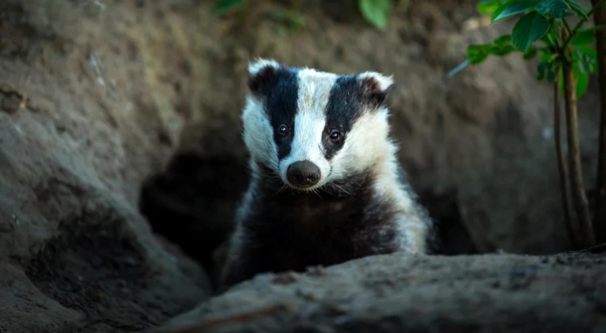 Jak wygląda borsucza nora i po czym można ją poznać? Ciekawostki o ...